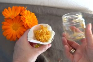 Calendula tincture recipe (6 ways to use it) - SimplyBeyondHerbs