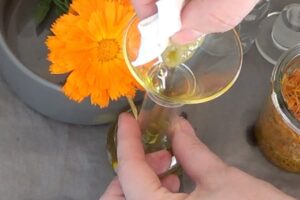 Uses and benefits of Calendula oil - SimplyBeyondHerbs