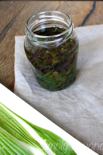 Make Plantain Oil - infused oil for stings and bites. - SimplyBeyondHerbs
