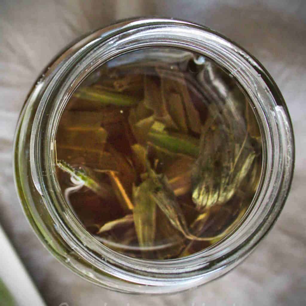 Make Plantain Oil - infused oil for stings and bites. - SimplyBeyondHerbs