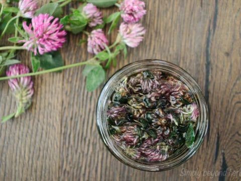 Red clover oil to improve the elasticity of your skin - SimplyBeyondHerbs