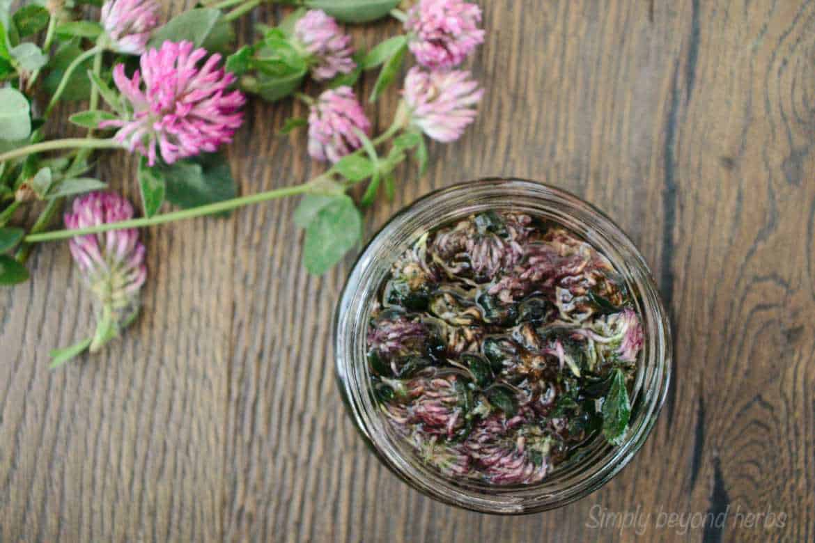 Red clover oil to improve the elasticity of your skin - SimplyBeyondHerbs