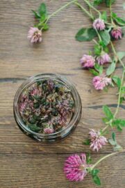 Red clover oil to improve the elasticity of your skin - SimplyBeyondHerbs