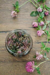 Red clover oil to improve the elasticity of your skin - SimplyBeyondHerbs