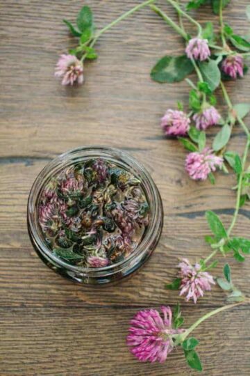Red clover oil to improve the elasticity of your skin - SimplyBeyondHerbs