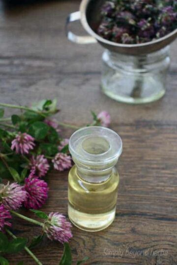 Red clover oil to improve the elasticity of your skin - SimplyBeyondHerbs