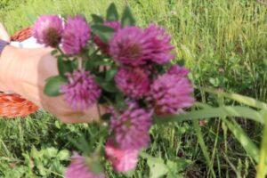 Red clover oil to improve the elasticity of your skin - SimplyBeyondHerbs