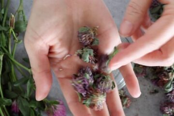 Red clover oil to improve the elasticity of your skin - SimplyBeyondHerbs