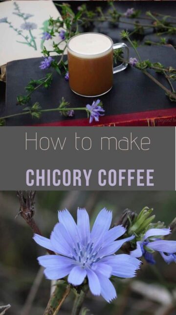 How to make chicory coffee from scratch - SimplyBeyondHerbs