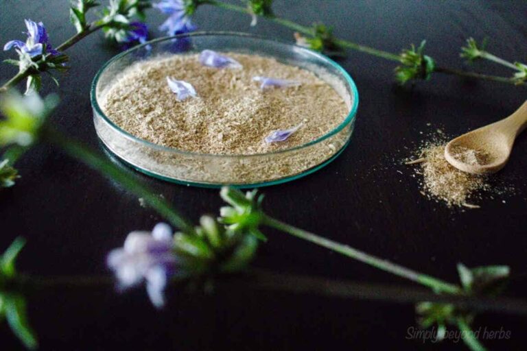 How to make chicory coffee from scratch - SimplyBeyondHerbs