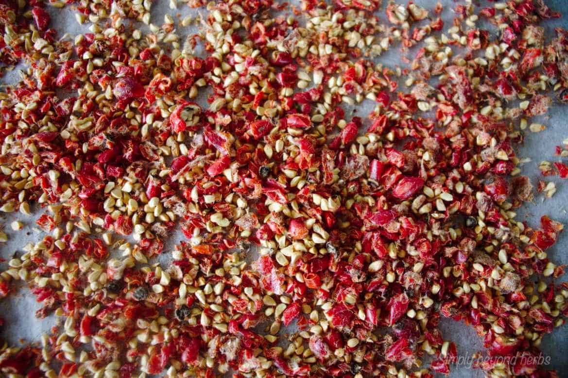 How to make Rosehip powder - SimplyBeyondHerbs