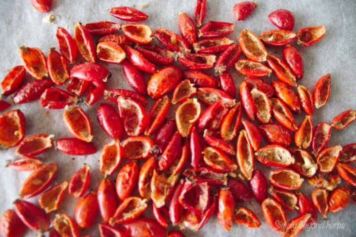 How to make Rosehip powder - SimplyBeyondHerbs