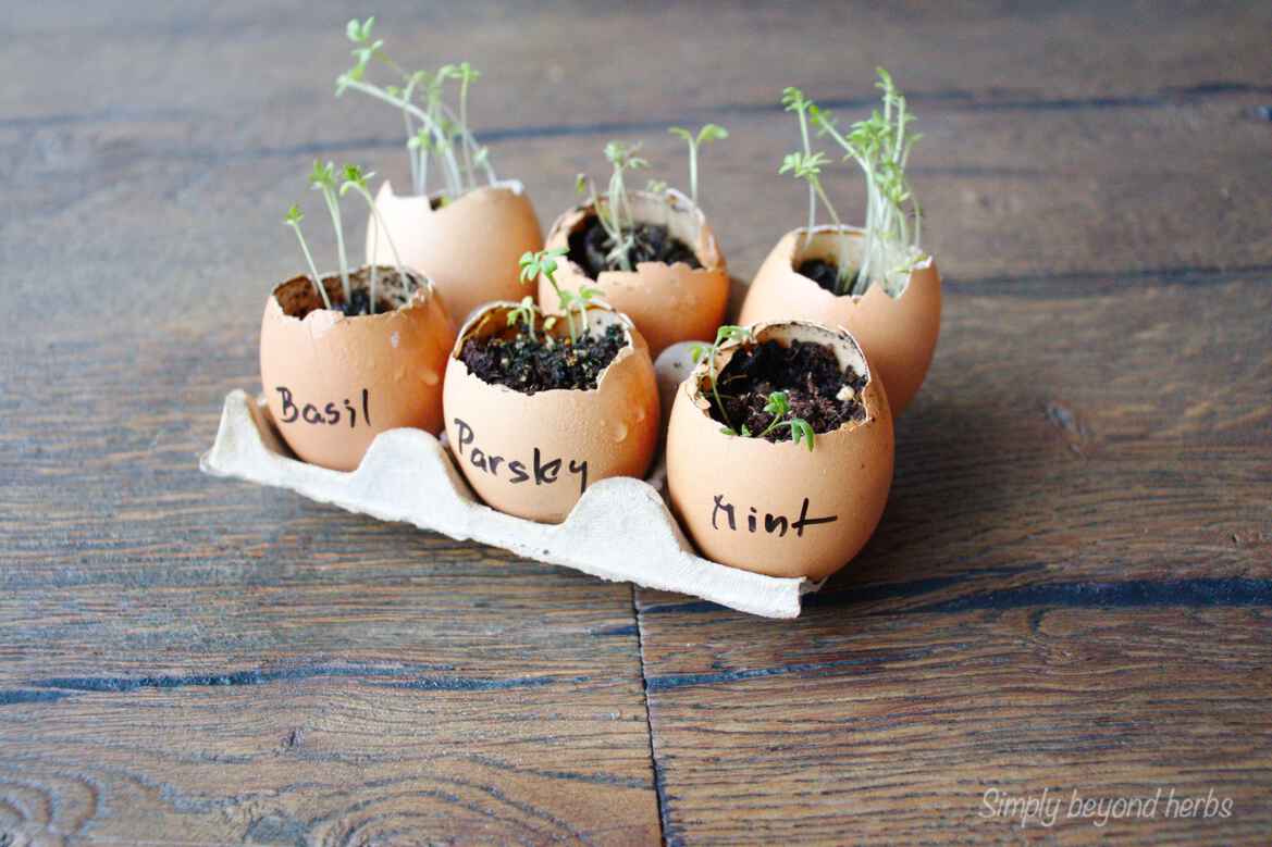 How to start a herb garden from Eggshells - SimplyBeyondHerbs