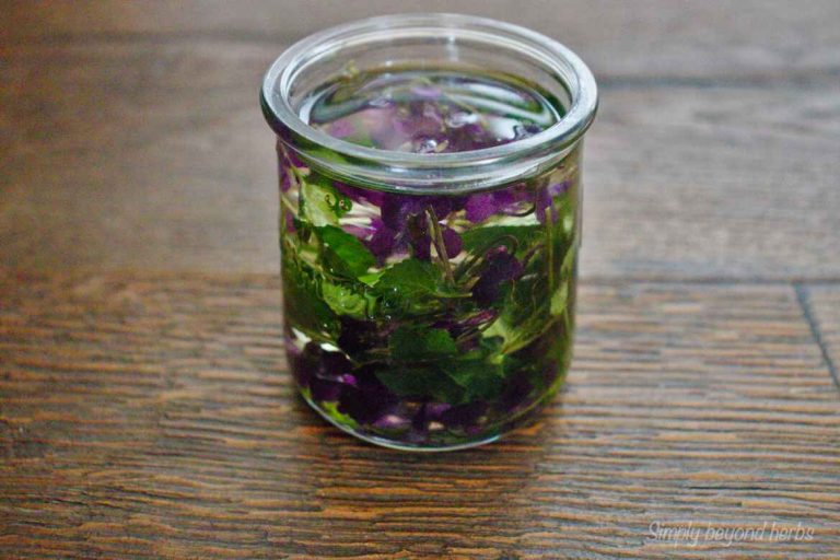 How to make Violet oil and its uses - SimplyBeyondHerbs