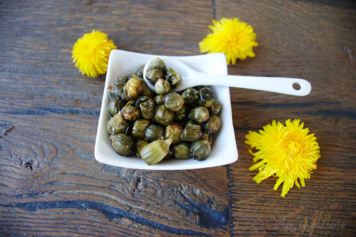 Dandelion capers and other pickled flower buds - SimplyBeyondHerbs