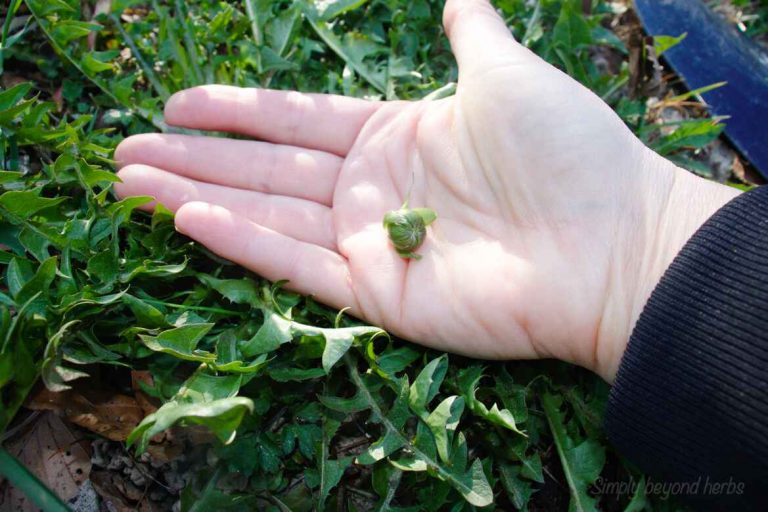 Dandelion capers and other pickled flower buds - SimplyBeyondHerbs