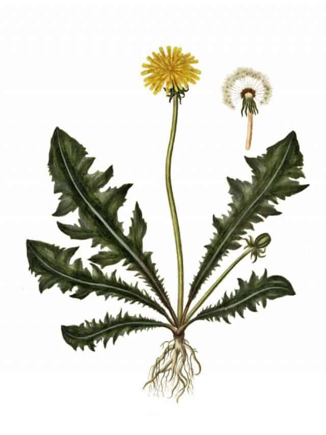 Herbs Archives - SimplyBeyondHerbs