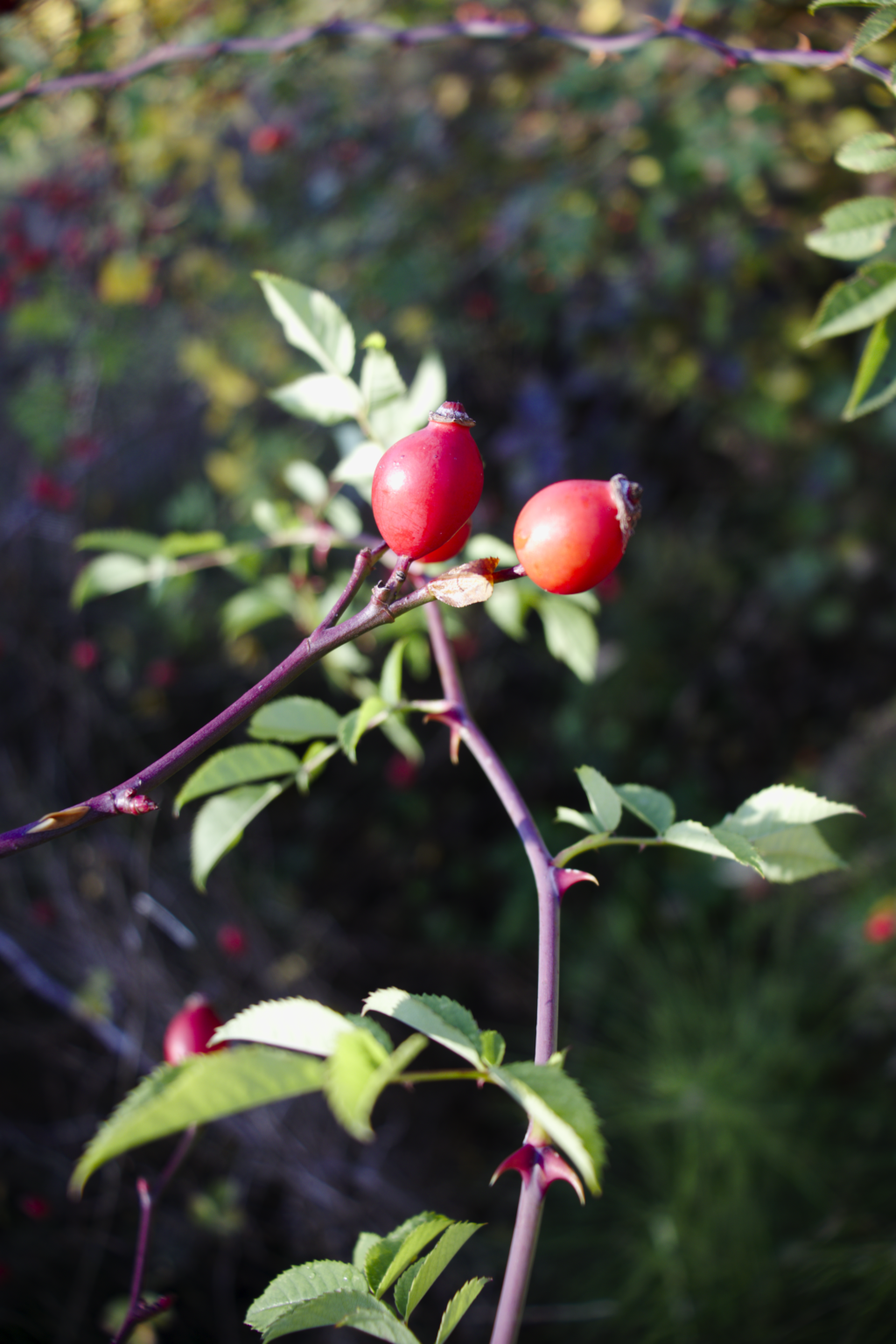 Healthy Cranberry rosehip sauce - vitamin C booster - SimplyBeyondHerbs