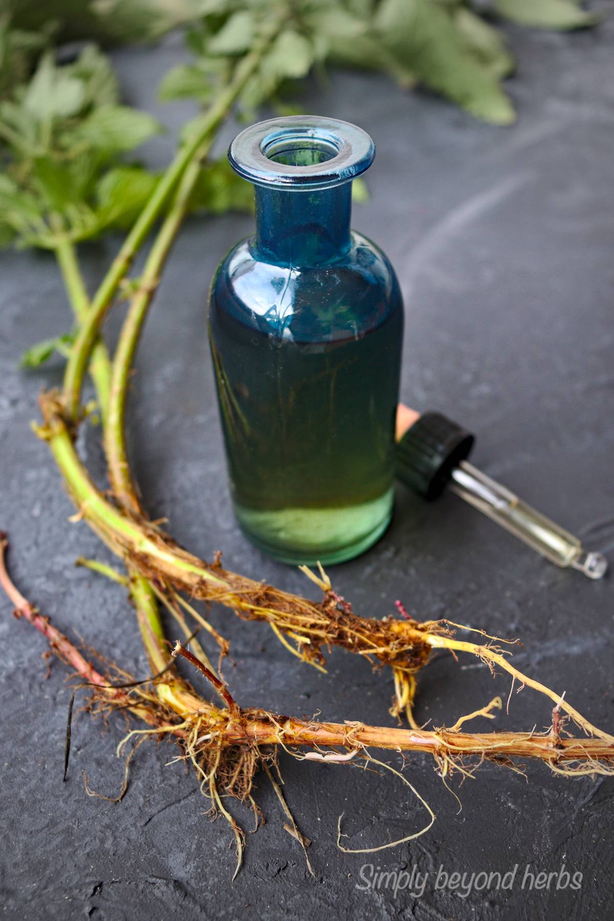 Stinging nettle root extract recipe - SimplyBeyondHerbs