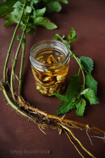 Stinging nettle root extract recipe - SimplyBeyondHerbs