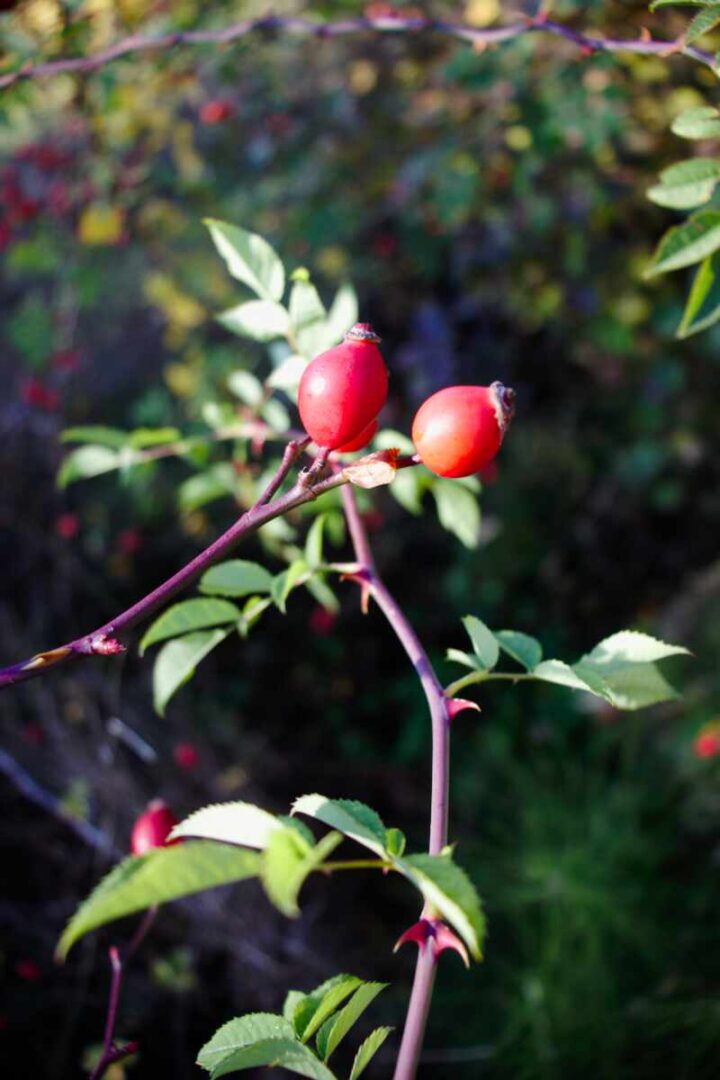 Foraging Rosehips and their uses in recipes. - SimplyBeyondHerbs