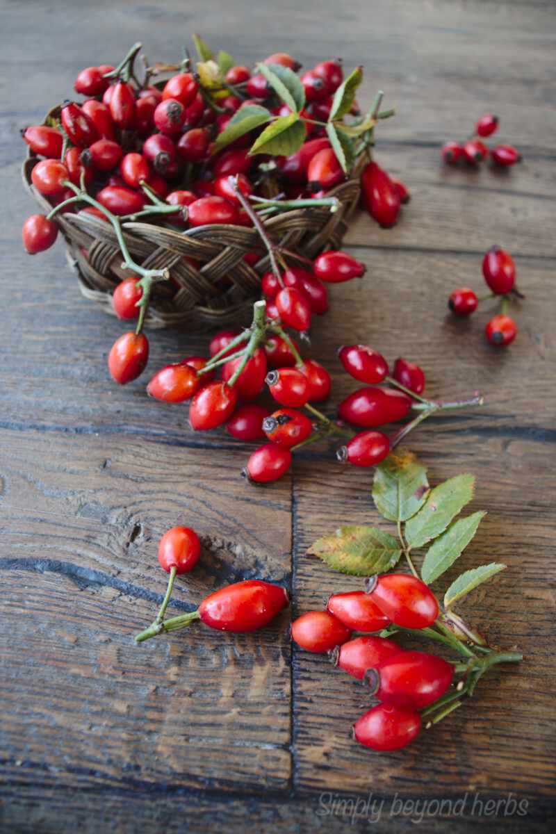 Foraging Rosehips and their uses in recipes. - SimplyBeyondHerbs