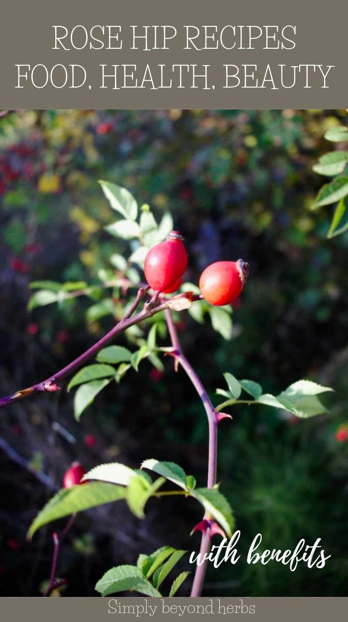 Foraging Rosehips and their uses in recipes. - SimplyBeyondHerbs