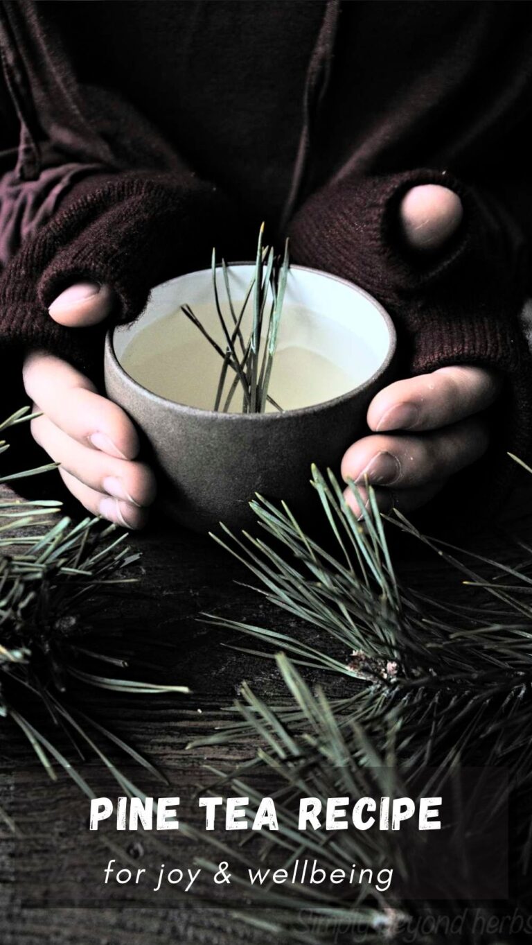 How to make Pine needle Tea and why is it good for you - SimplyBeyondHerbs