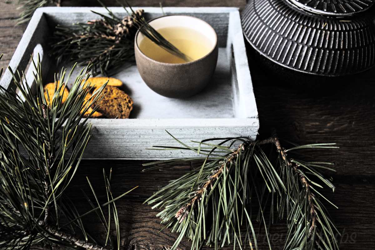 How to make Pine needle Tea and why is it good for you - SimplyBeyondHerbs