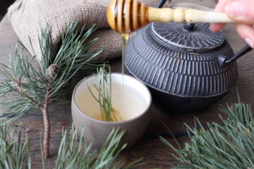 How to make Pine needle Tea and why is it good for you - SimplyBeyondHerbs