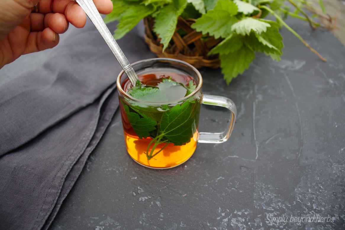 The Ultimate Guide to Stinging Nettle Recipes - SimplyBeyondHerbs