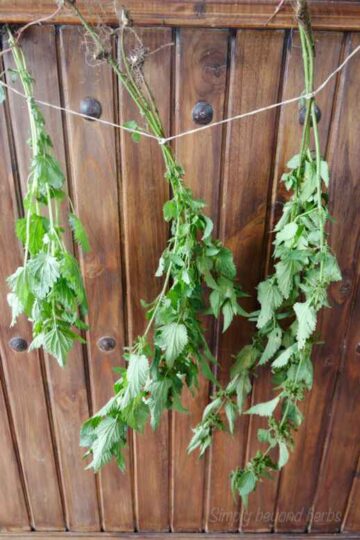 Superfood green nettle powder (and 10 ways to use it) - SimplyBeyondHerbs