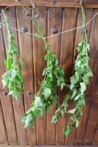 The Ultimate Guide to Stinging Nettle Recipes - SimplyBeyondHerbs