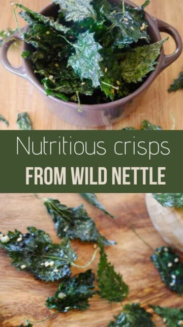 The Ultimate Guide to Stinging Nettle Recipes - SimplyBeyondHerbs