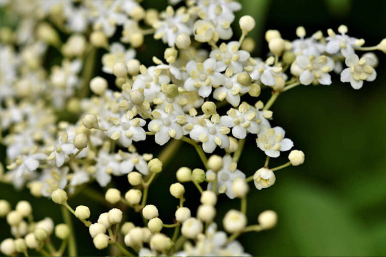 What is Elderflower, its benefits & uses in food and medicine ...