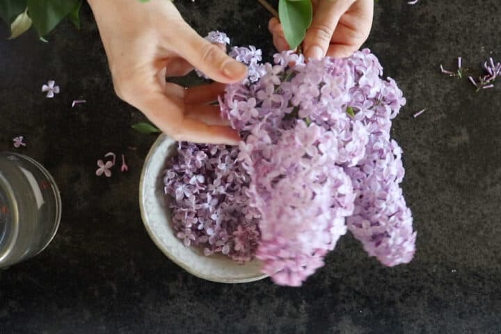 Delicious Lilac simple syrup recipe - SimplyBeyondHerbs