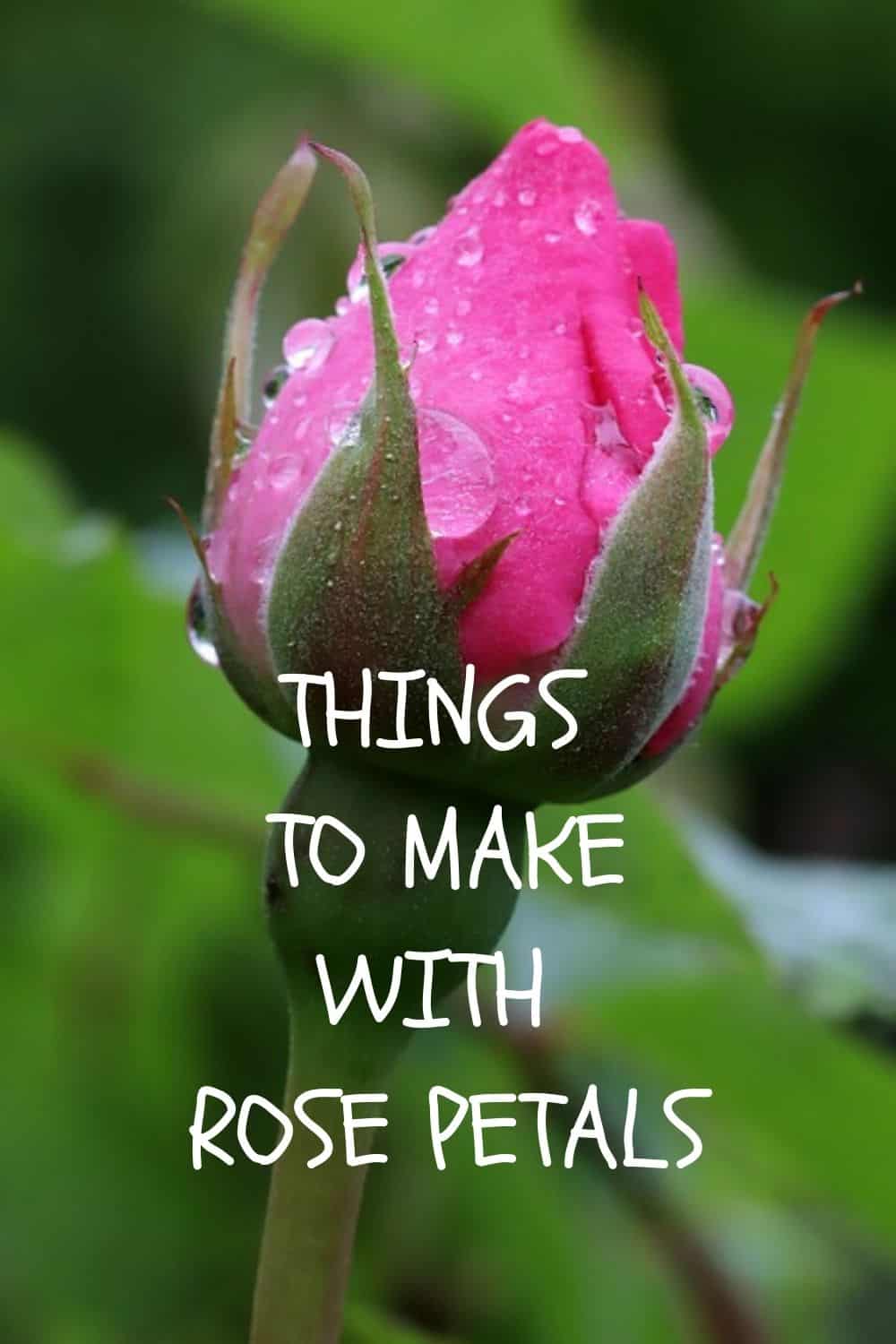 12 Hidden uses of Rose Petals - SimplyBeyondHerbs