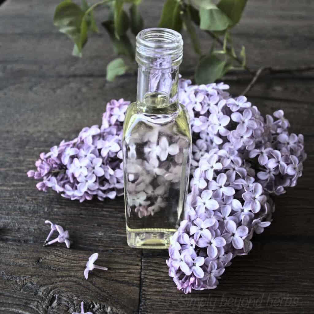 Fresh Herb Rosemary Infused Olive Oil - SimplyBeyondHerbs