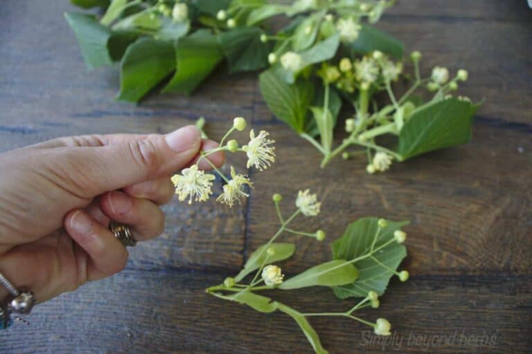 How to make linden tea - SimplyBeyondHerbs