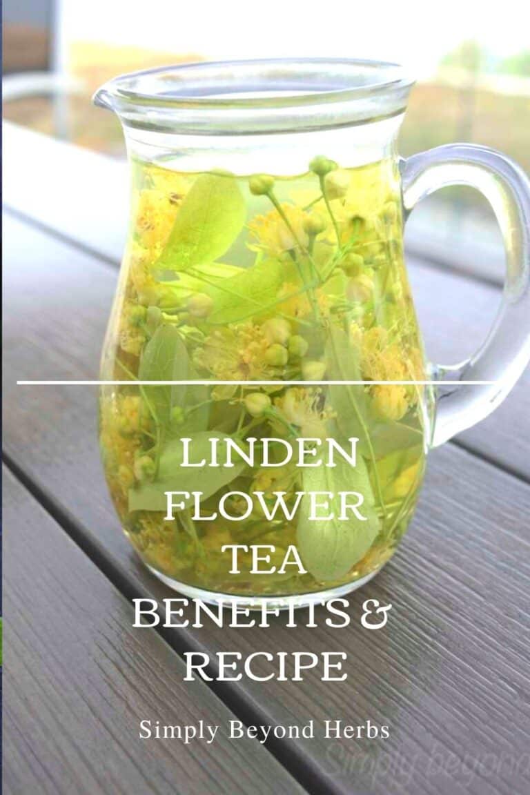 How to make linden tea - SimplyBeyondHerbs
