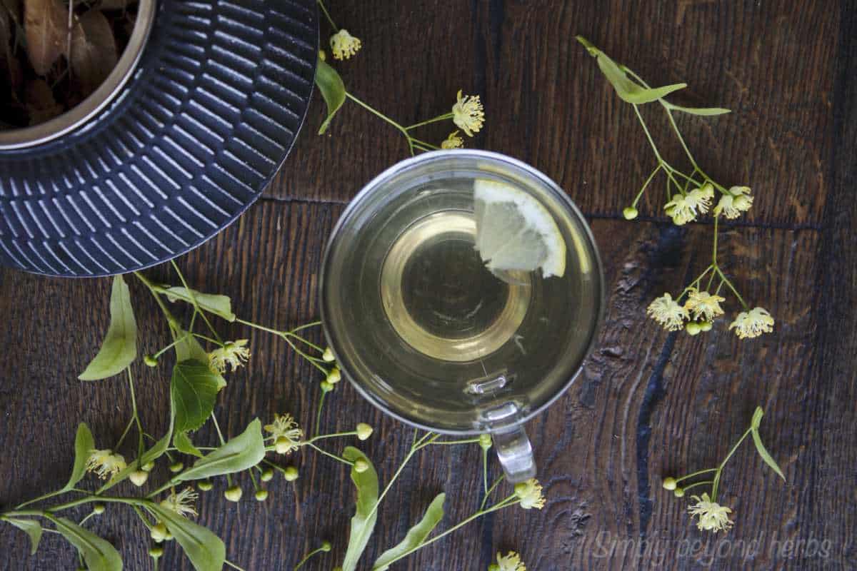 How to make linden tea - SimplyBeyondHerbs