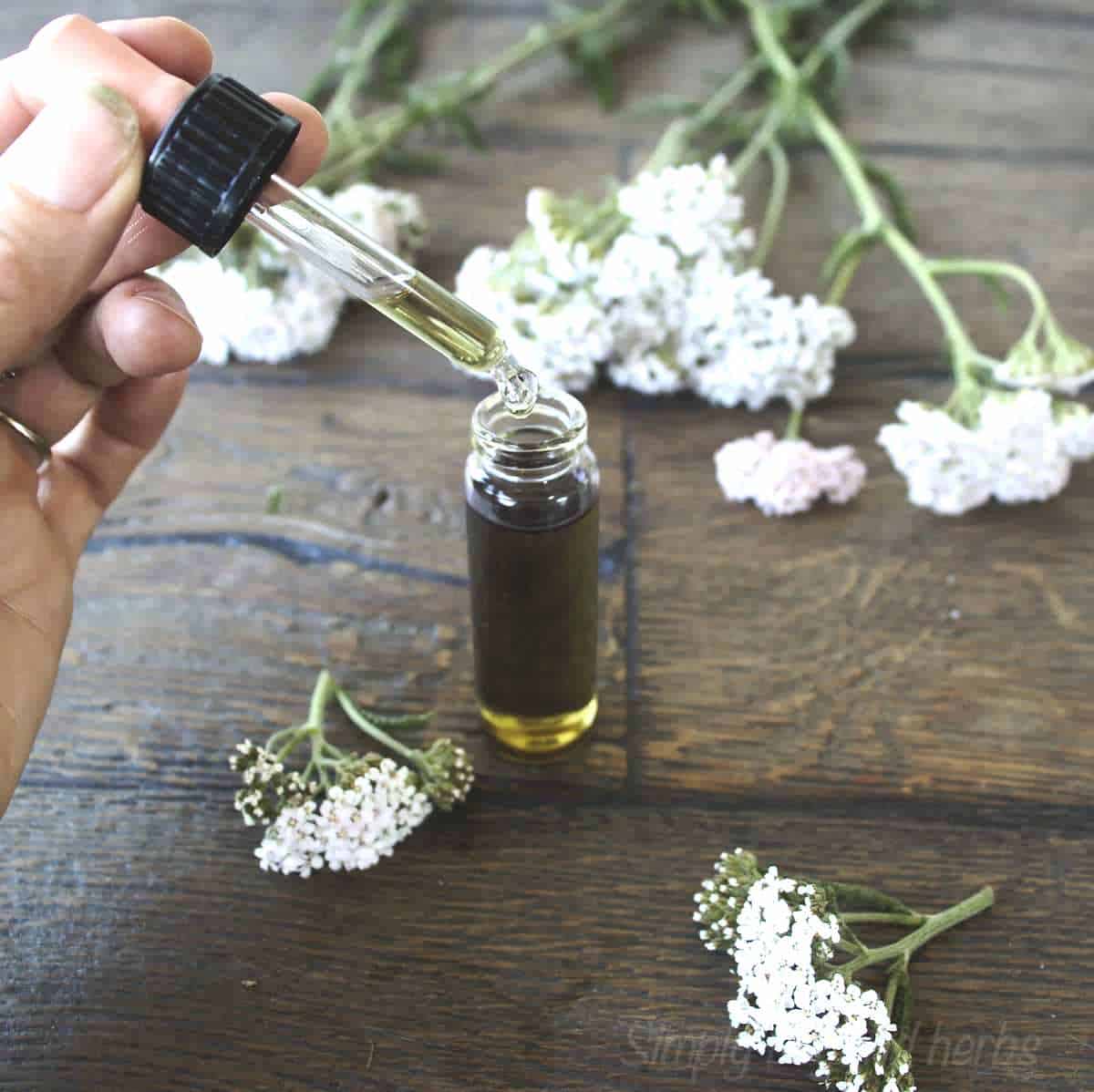 How to make and use yarrow tincture in the first-aid kit ...