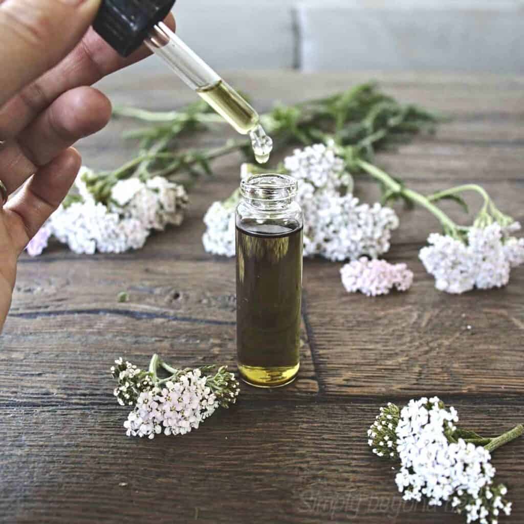 How to Make Yarrow Oil and 10 ways to use It - SimplyBeyondHerbs