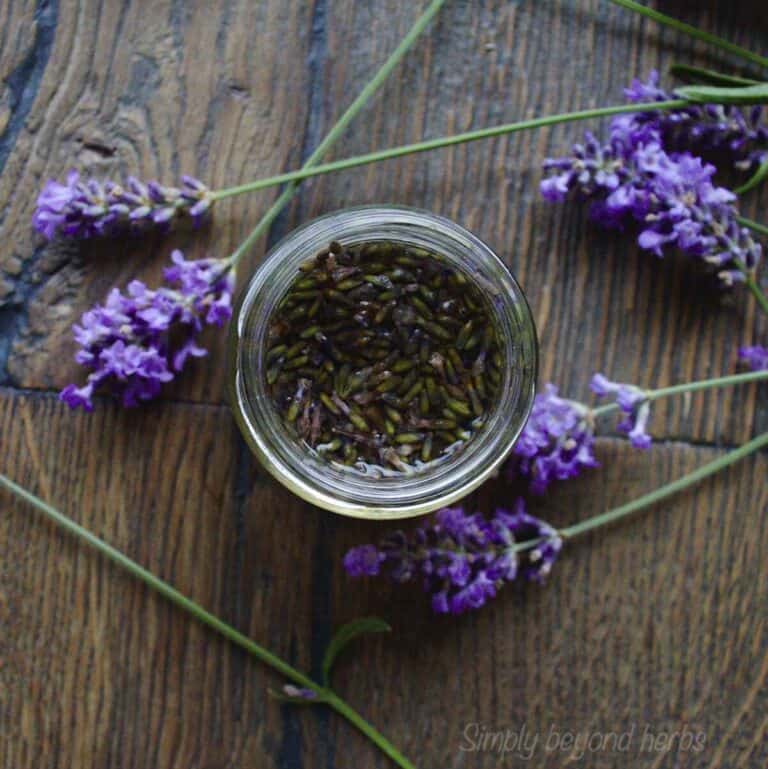 Make lavender extract for baking and other uses. - SimplyBeyondHerbs