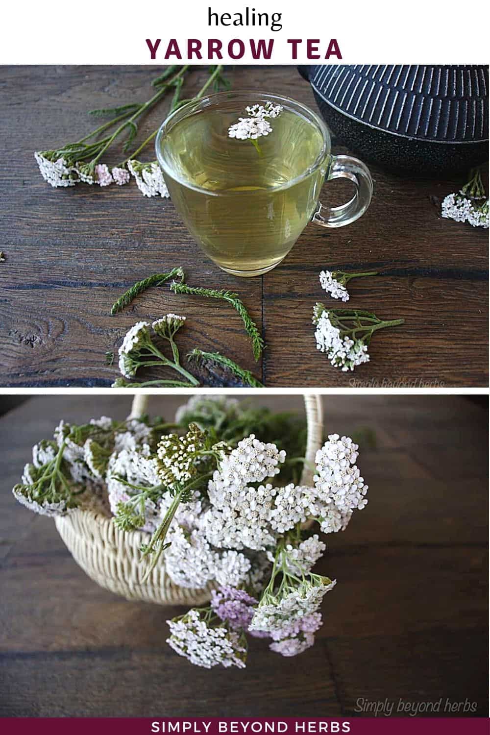Harvesting yarrow for Yarrow Tea - SimplyBeyondHerbs