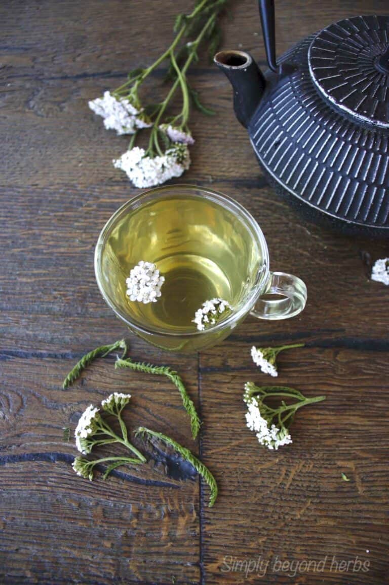 Harvesting yarrow to make Yarrow Tea - SimplyBeyondHerbs