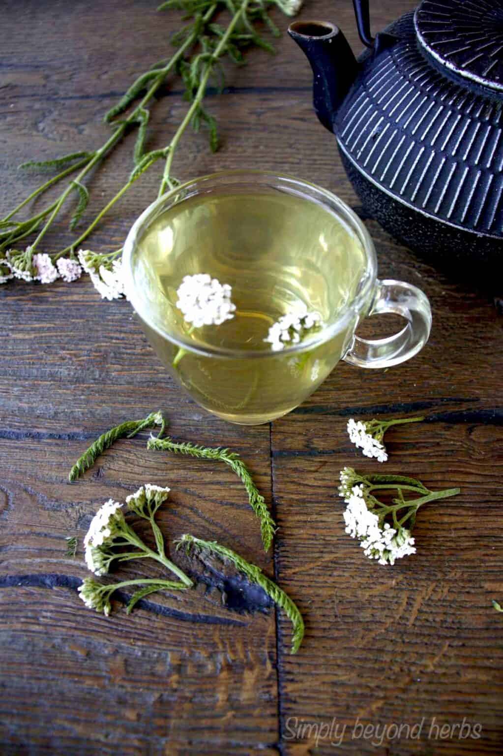Harvesting yarrow to make Yarrow Tea - SimplyBeyondHerbs