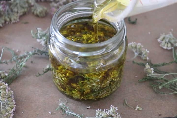 How to Make Yarrow Oil and 10 ways to use It - SimplyBeyondHerbs