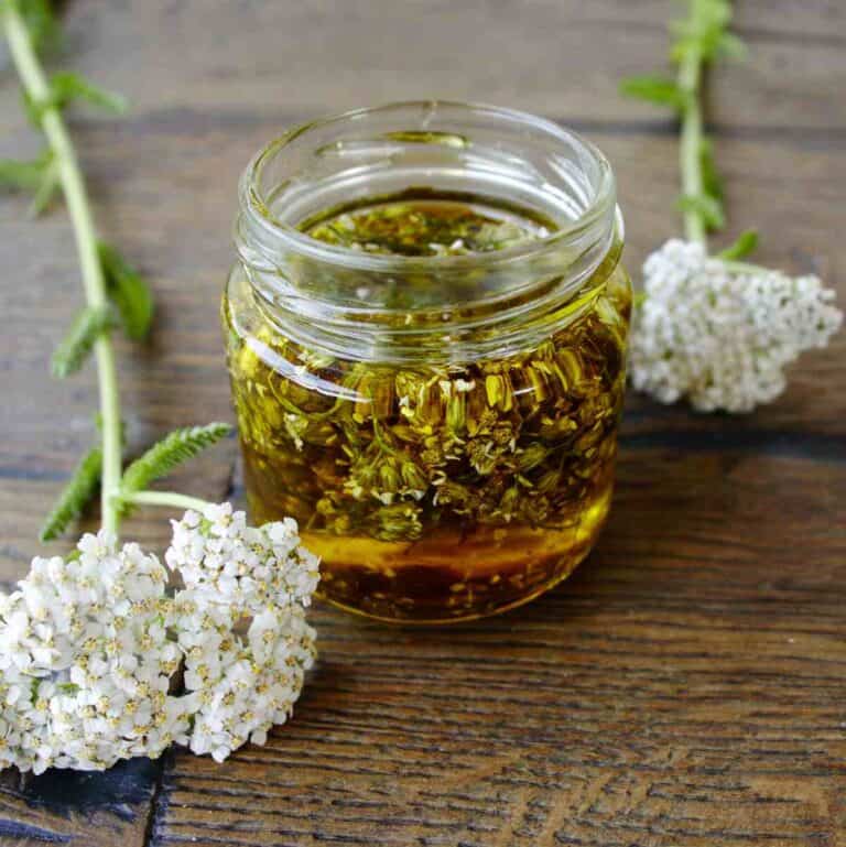 How to Make Yarrow Oil and 10 ways to use It - SimplyBeyondHerbs