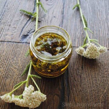 How to Make Yarrow Oil and 10 ways to use It - SimplyBeyondHerbs